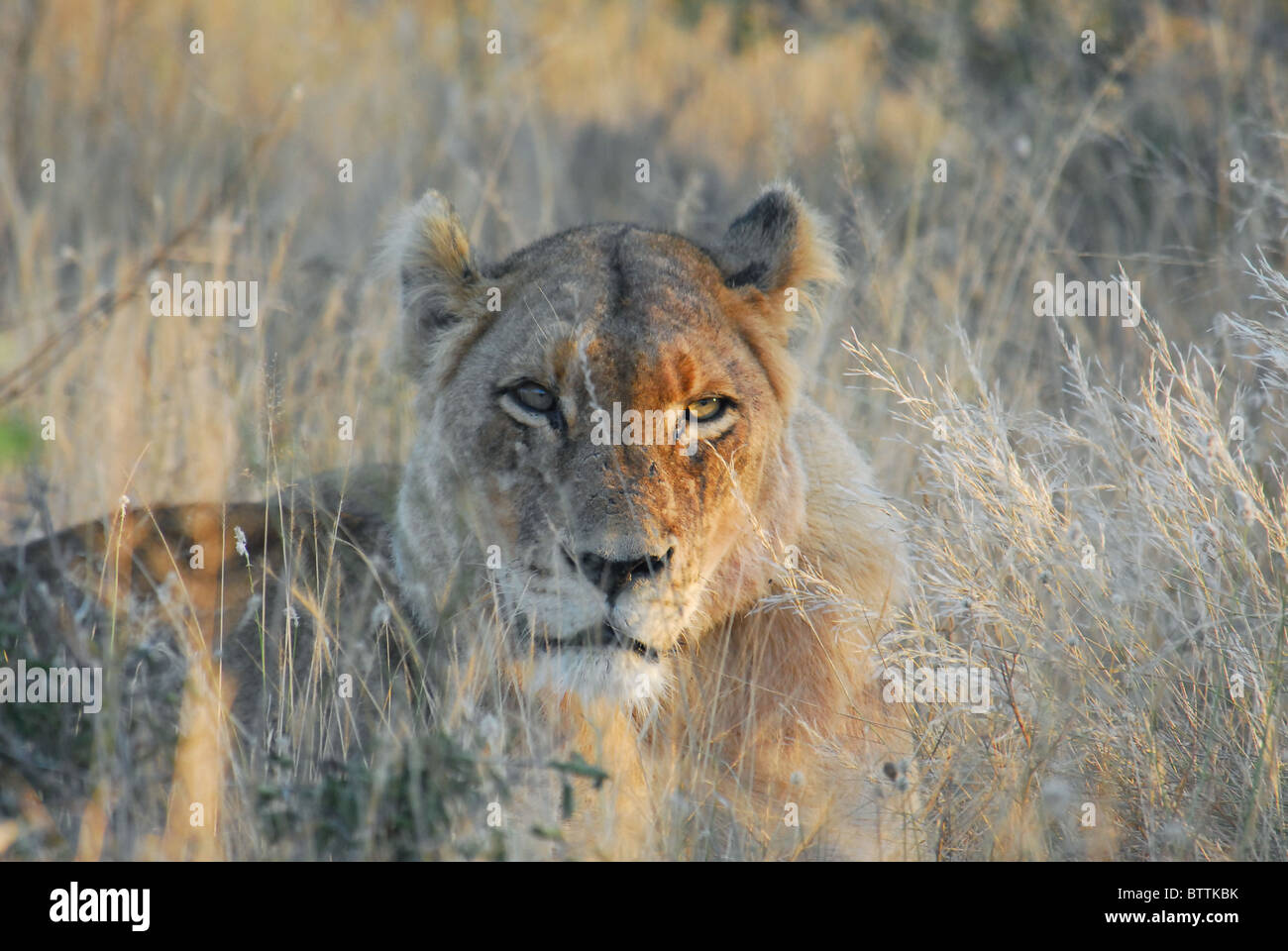Lions at Timbavati Game reserve Kruger Park South Africa Stock Photo ...