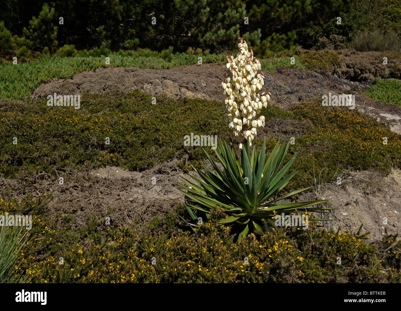 Yucca plant hi-res stock photography and images - Alamy
