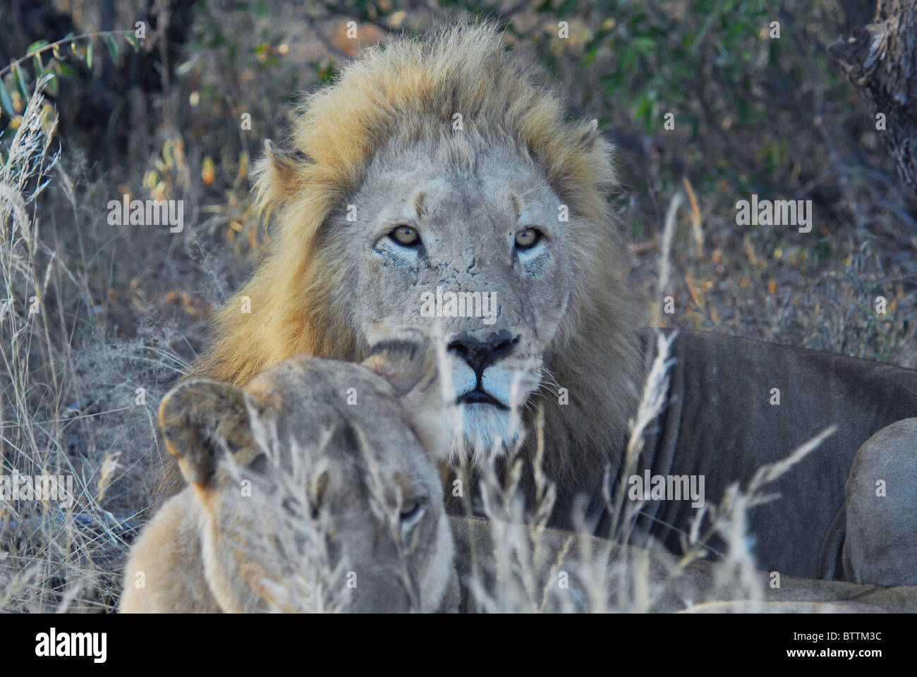 Lions at Timbavati Game reserve Kruger Park South Africa Stock Photo ...