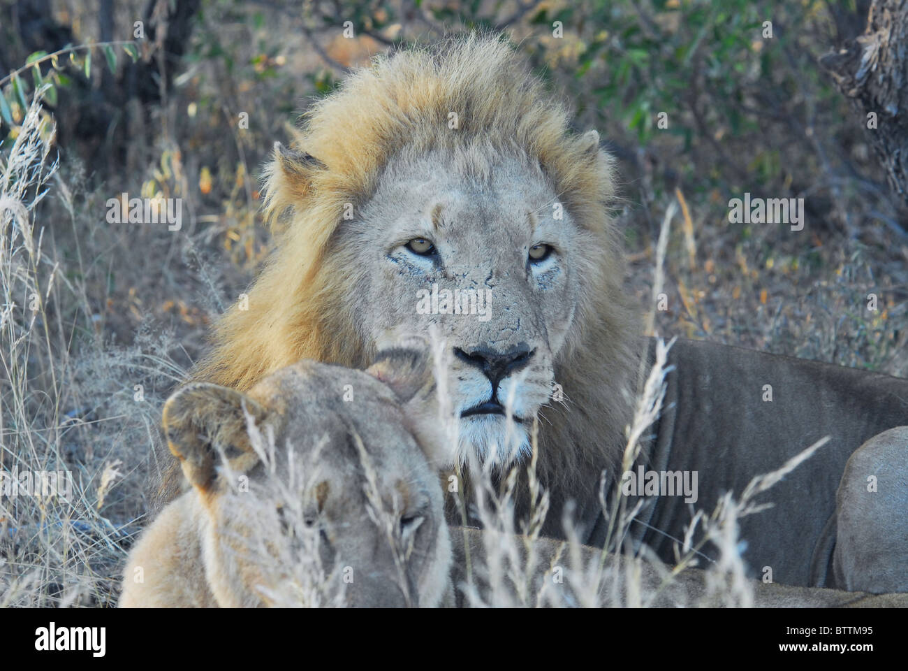 Timbavati lions hi-res stock photography and images - Alamy