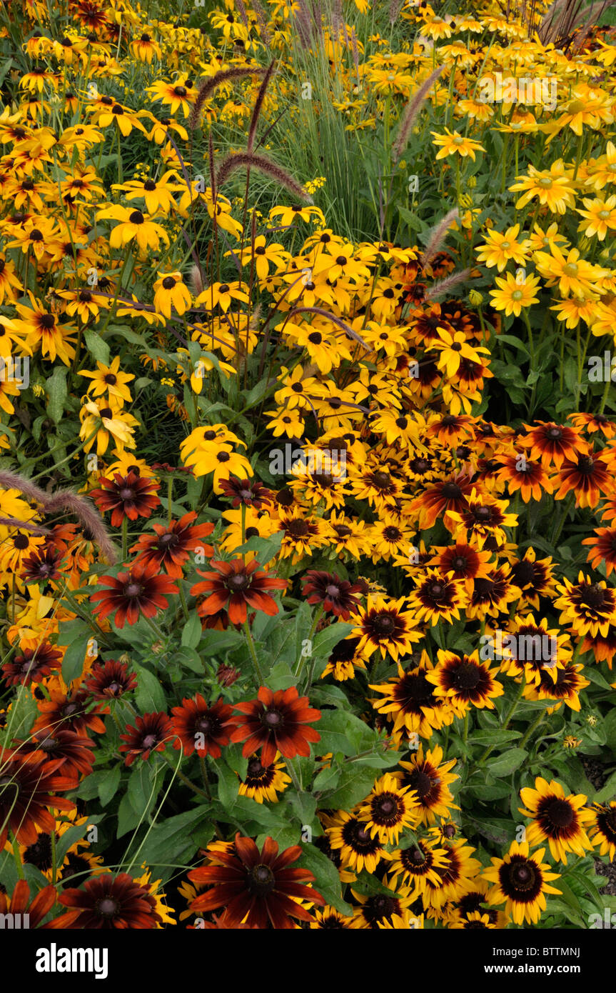 Flowering rudbeckia hirta black hi-res stock photography and images - Alamy
