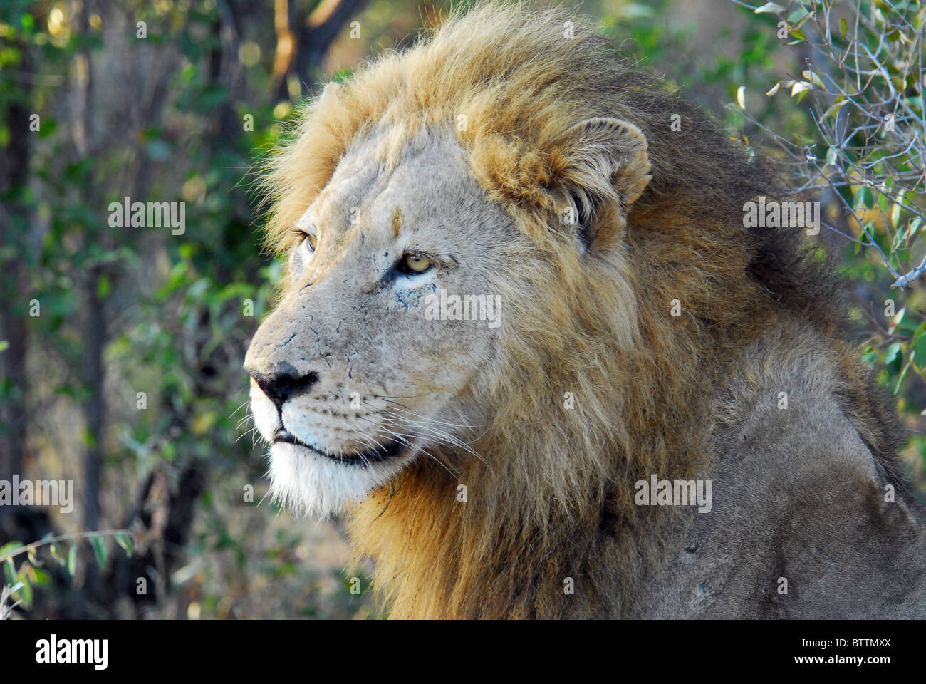 Lions at Timbavati Game reserve Kruger Park South Africa Stock Photo ...
