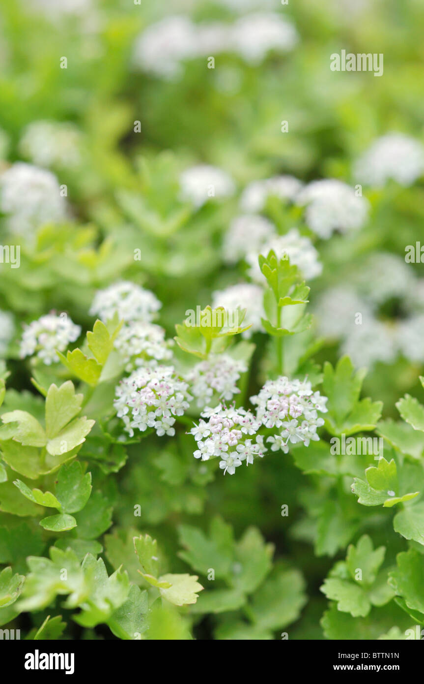 Creeping marshwort (Apium repens Stock Photo - Alamy