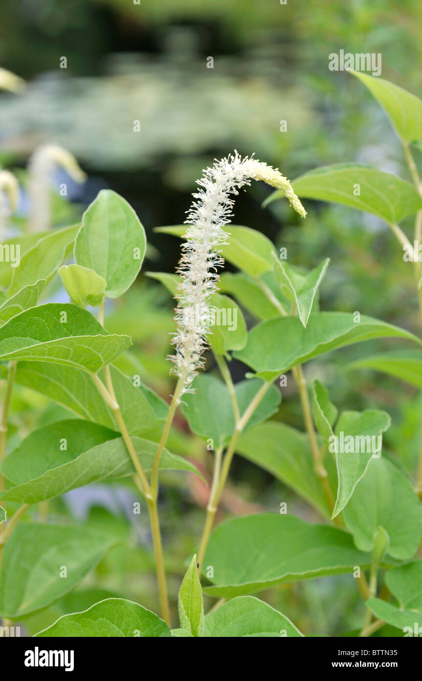 Swamp plant with flowers hi-res stock photography and images - Alamy