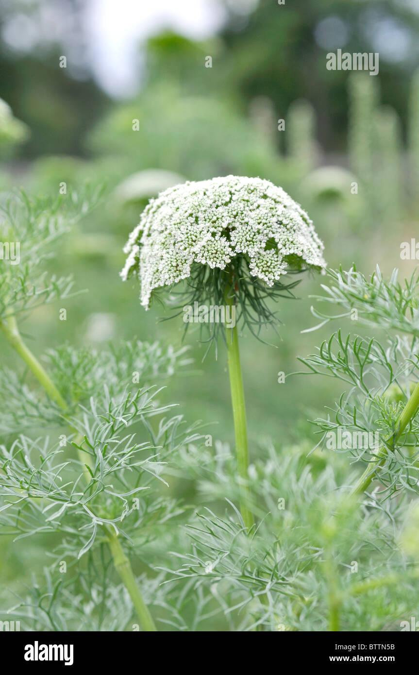 Toothpick weed (Ammi visnaga 'Blütenball' Stock Photo - Alamy