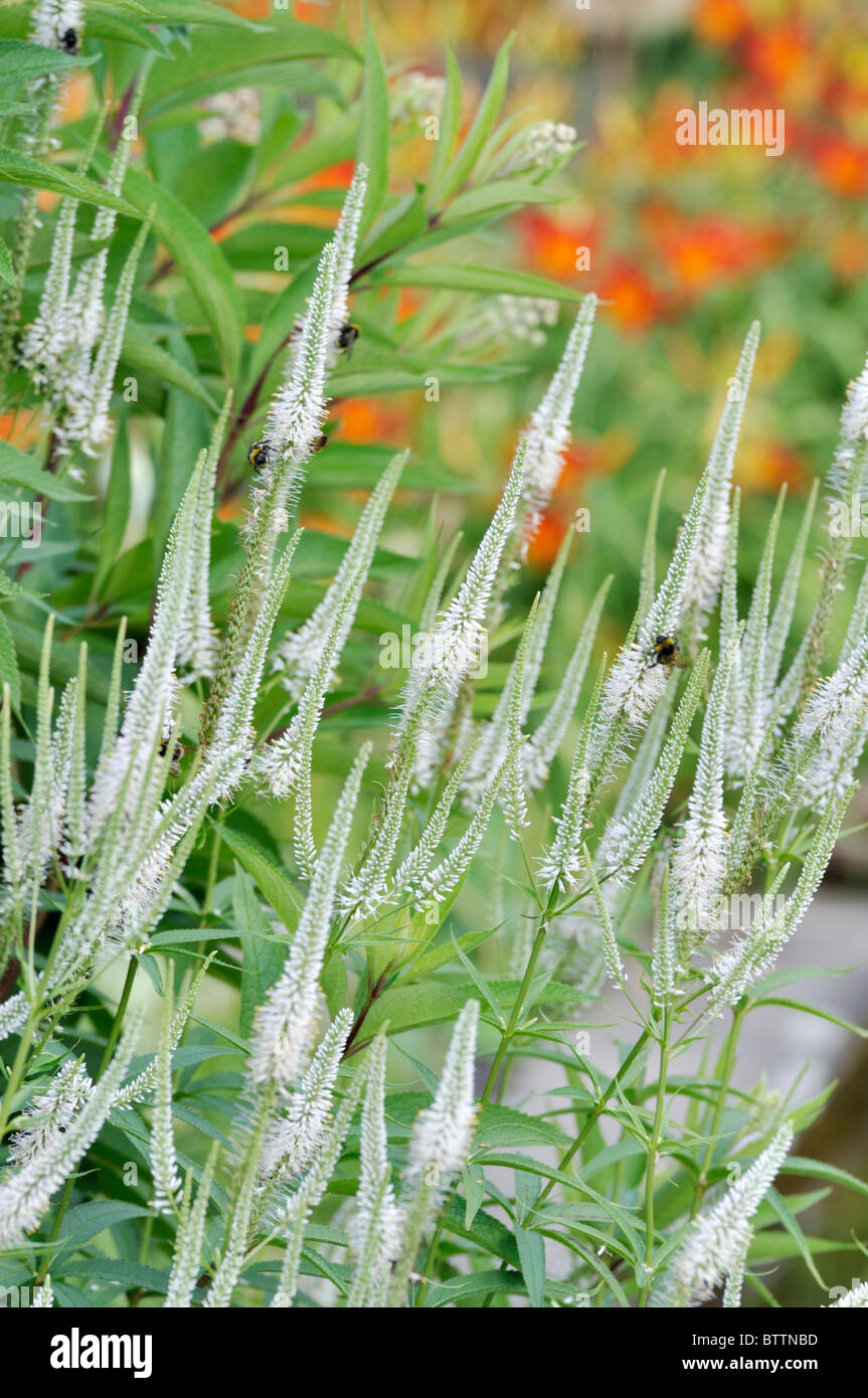 Black root (Veronicastrum virginicum syn. Veronica virginica Stock ...