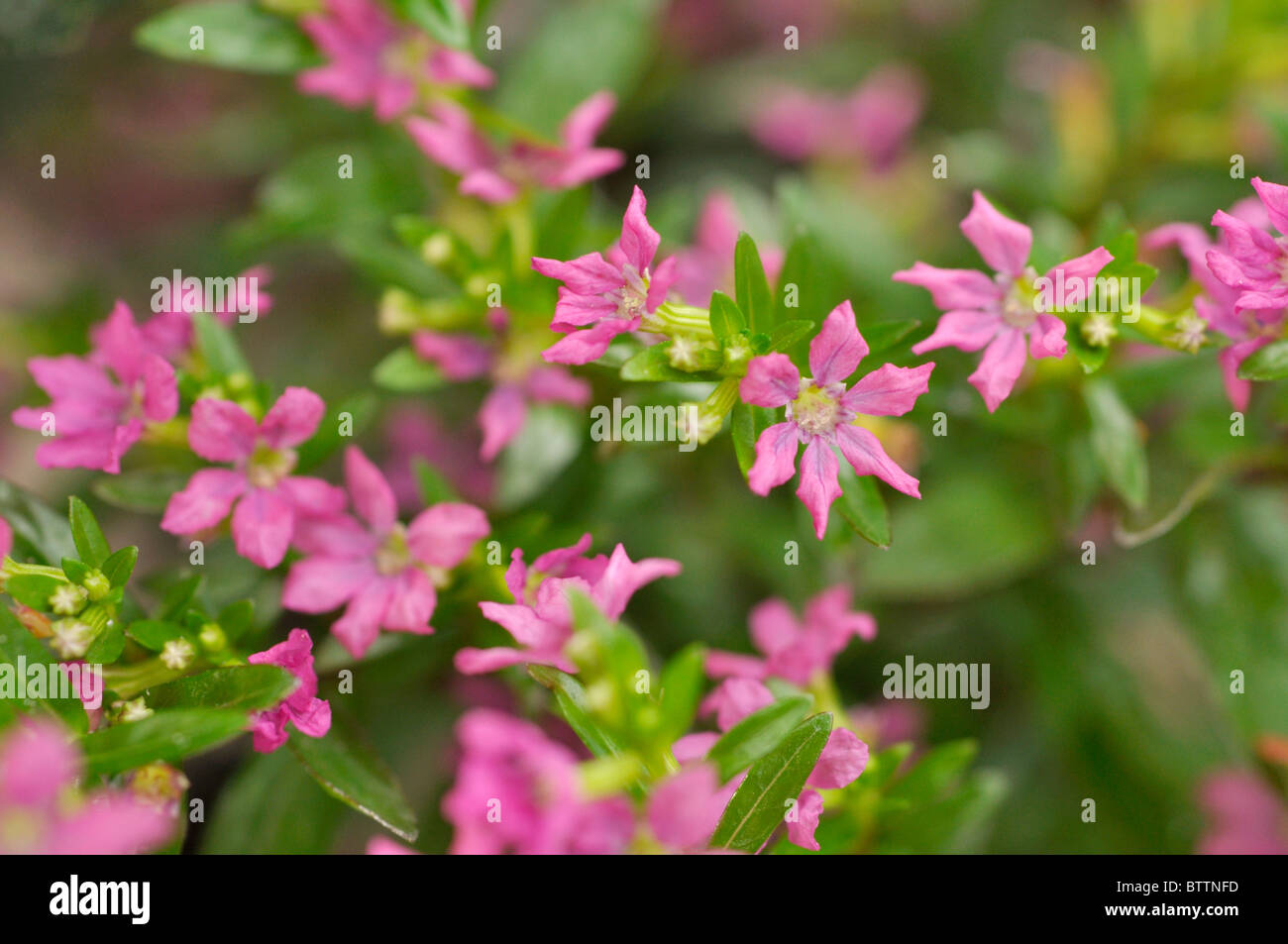 False heather (Cuphea hyssopifolia Stock Photo - Alamy