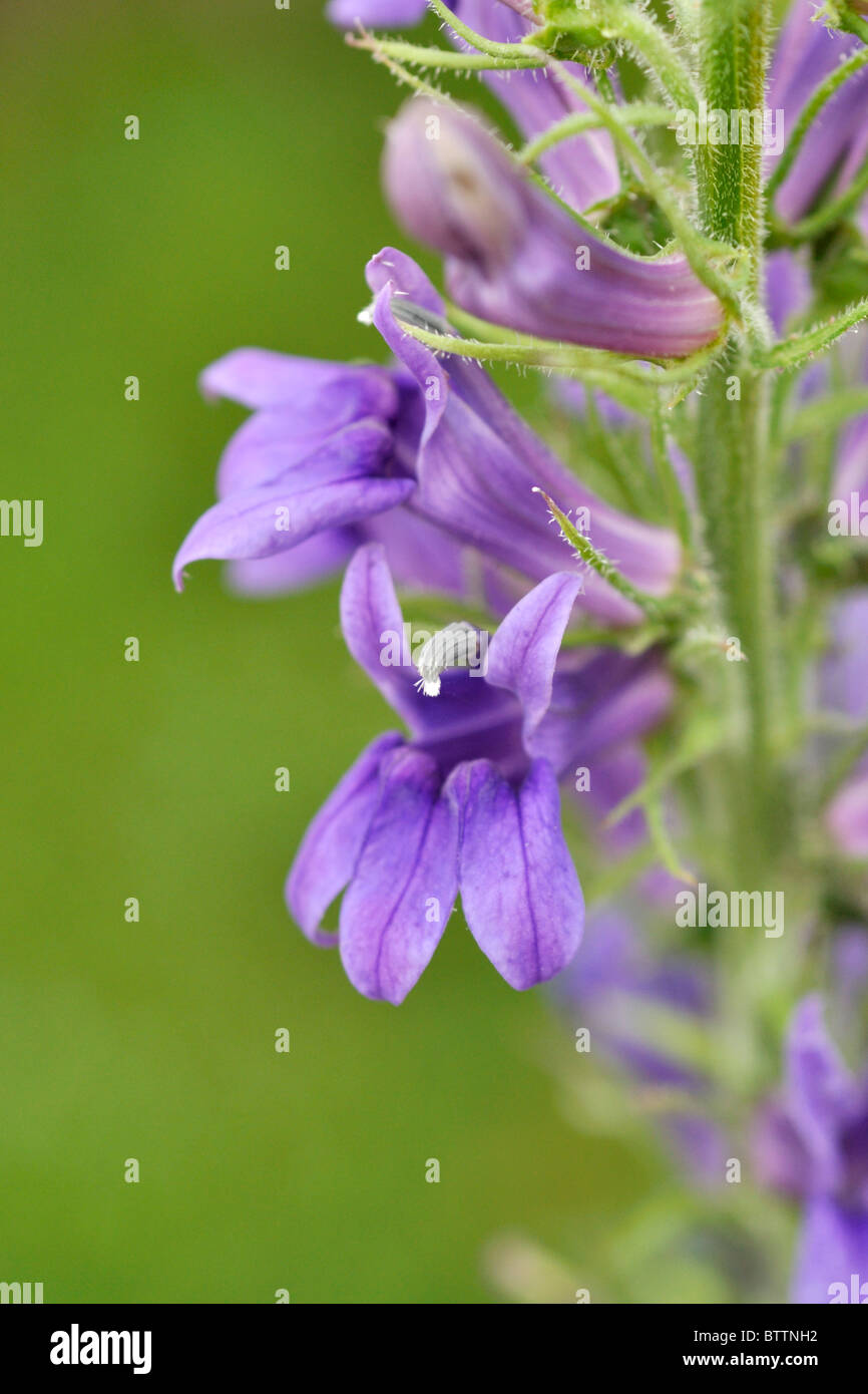 Great blue lobelia (Lobelia siphilitica Stock Photo - Alamy