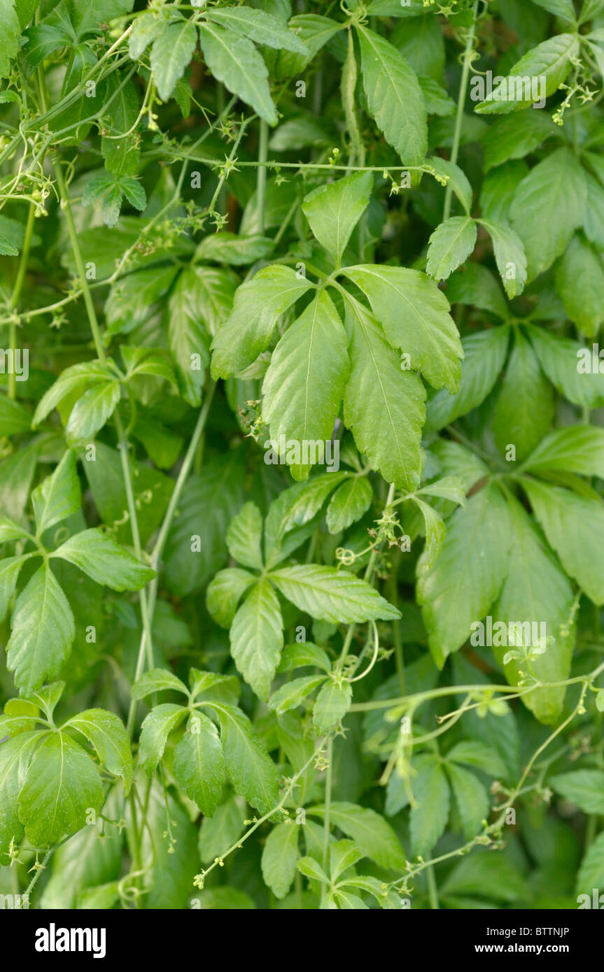 Medicinal climbing herb hi-res stock photography and images - Alamy