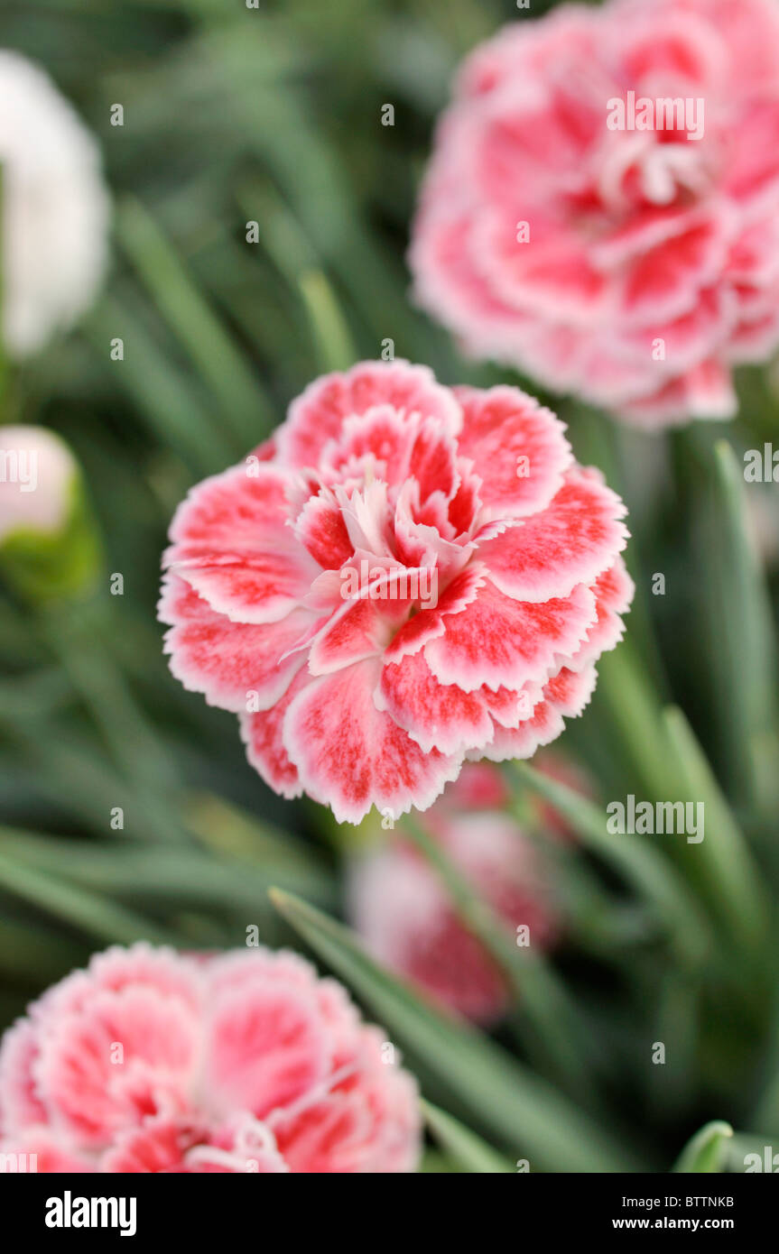 Perfume pink (Dianthus Coral Reef Stock Photo - Alamy