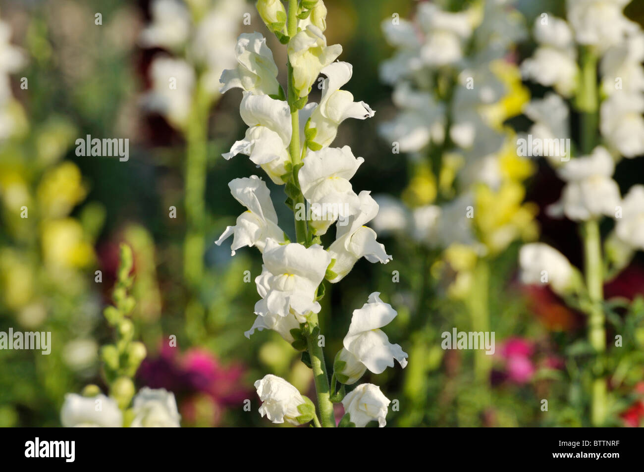 Snapdragon species hi-res stock photography and images - Alamy