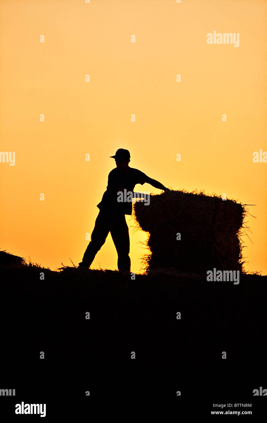 Farmer Loading Straw, Ireland Stock Photo - Alamy