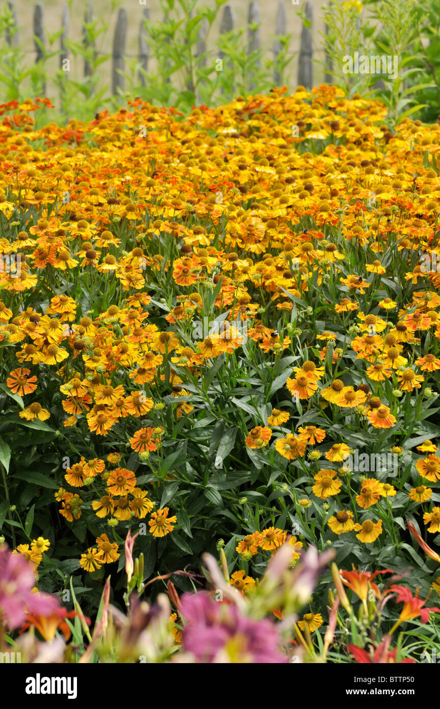 Orange helenium flower hi-res stock photography and images - Alamy