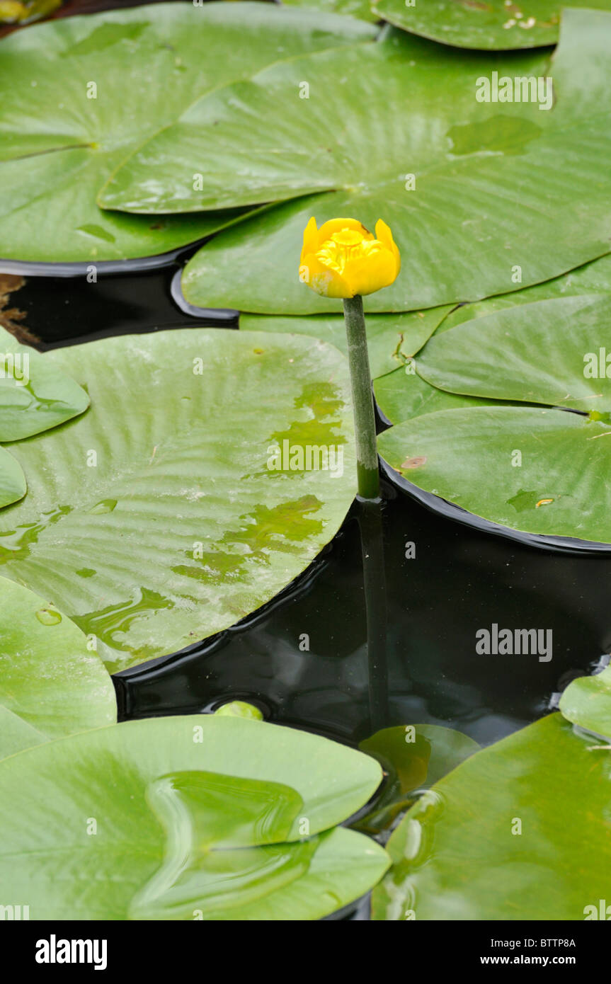 Lily nuphar hi-res stock photography and images - Alamy
