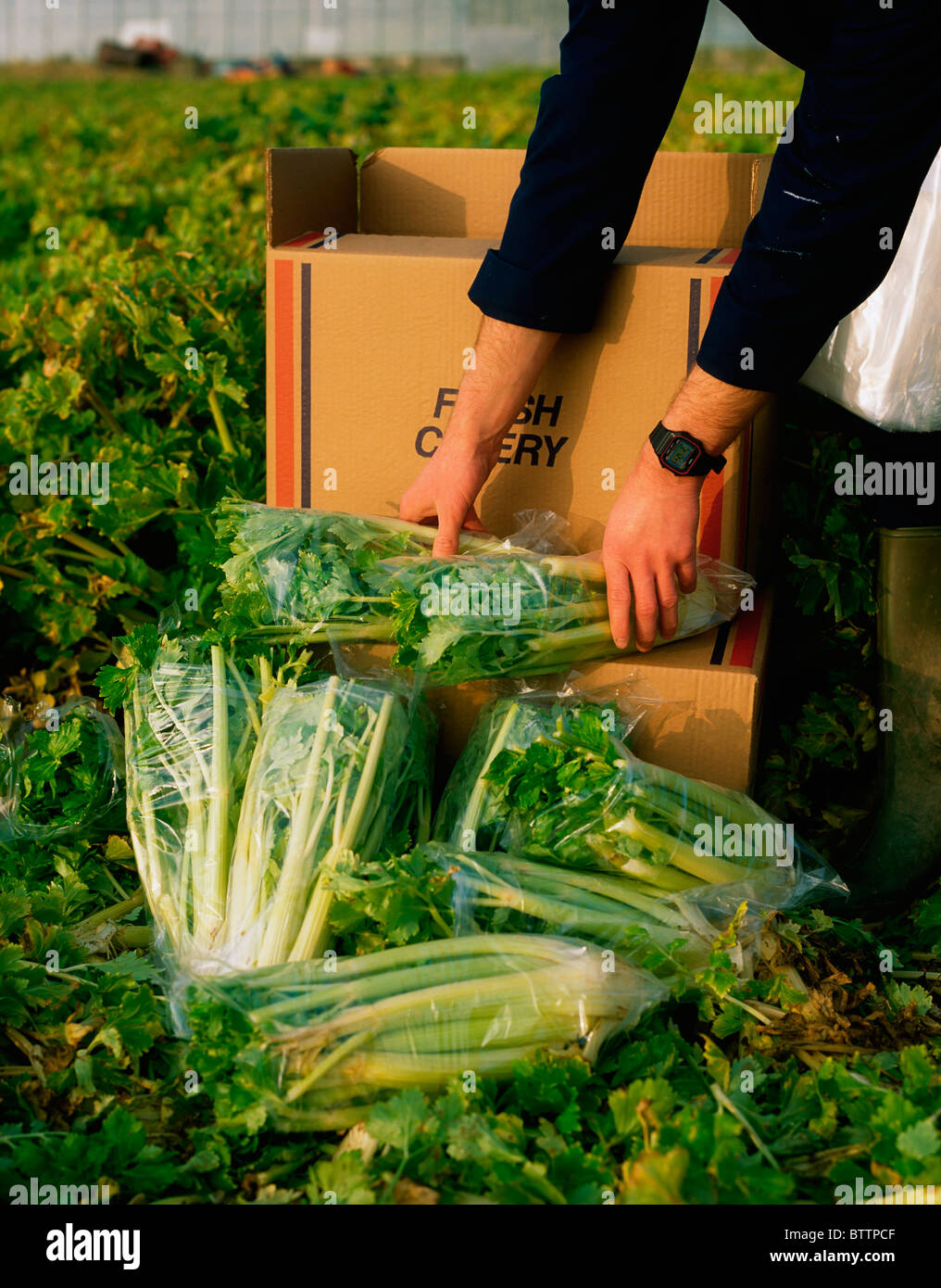 Farmworkers celery hi-res stock photography and images - Alamy