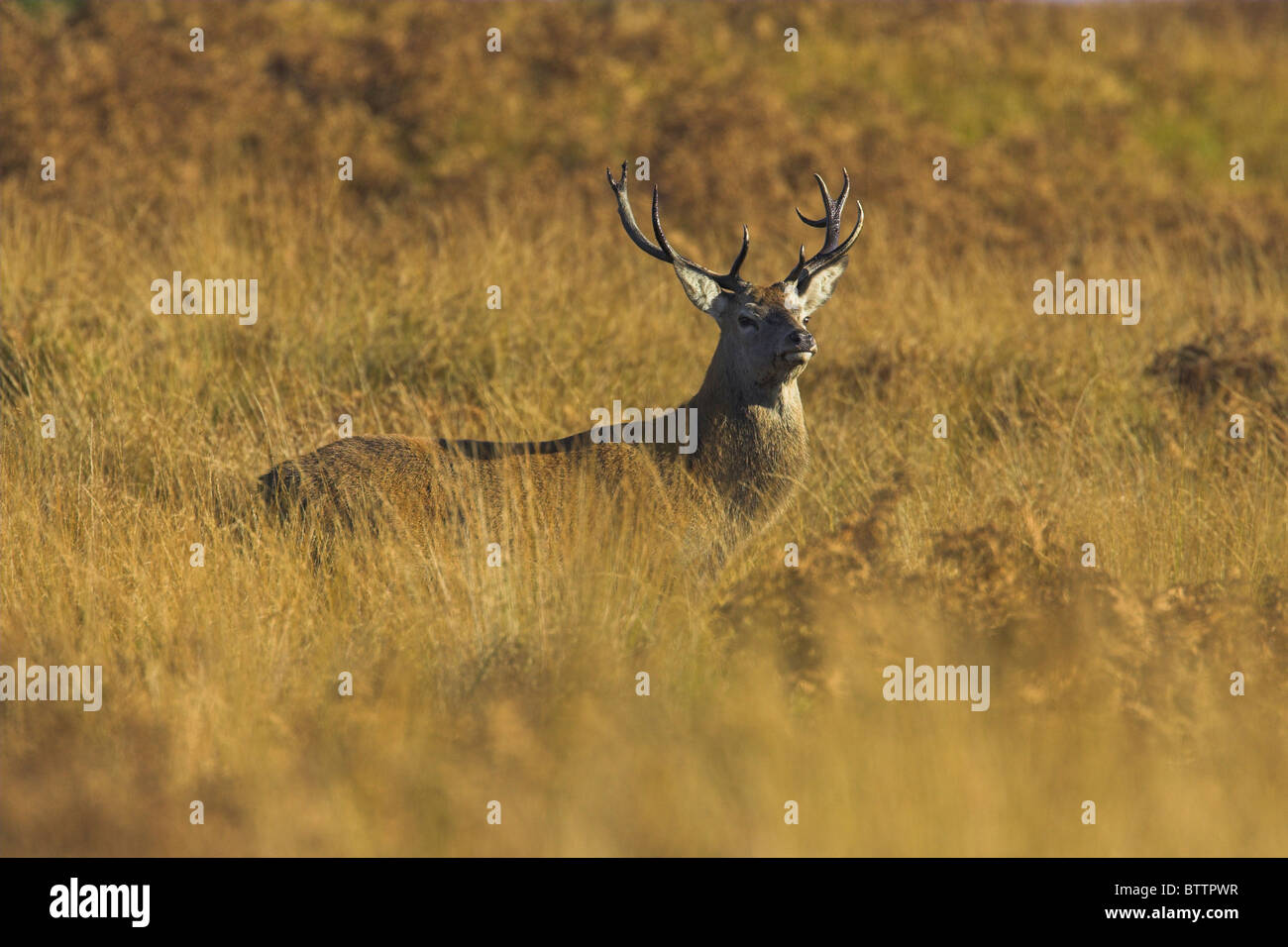 Stag exmoor hi-res stock photography and images - Alamy