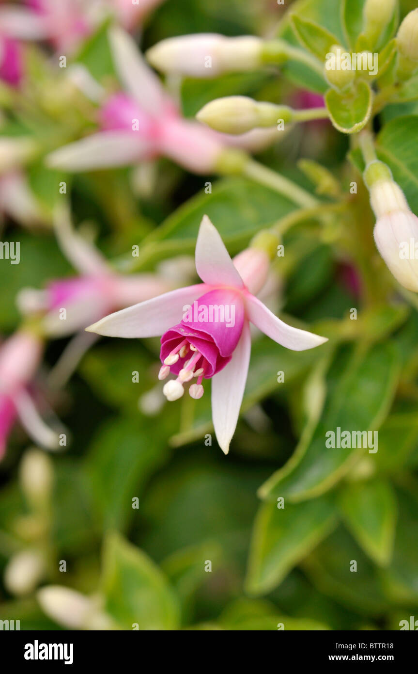 Fuchsia (Fuchsia Minirose Stock Photo - Alamy