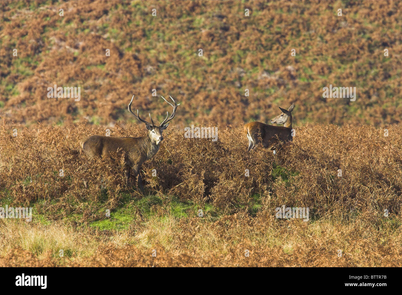 Red Deer Cervus elaphus stag close to hind on moorland at Exmoor ...