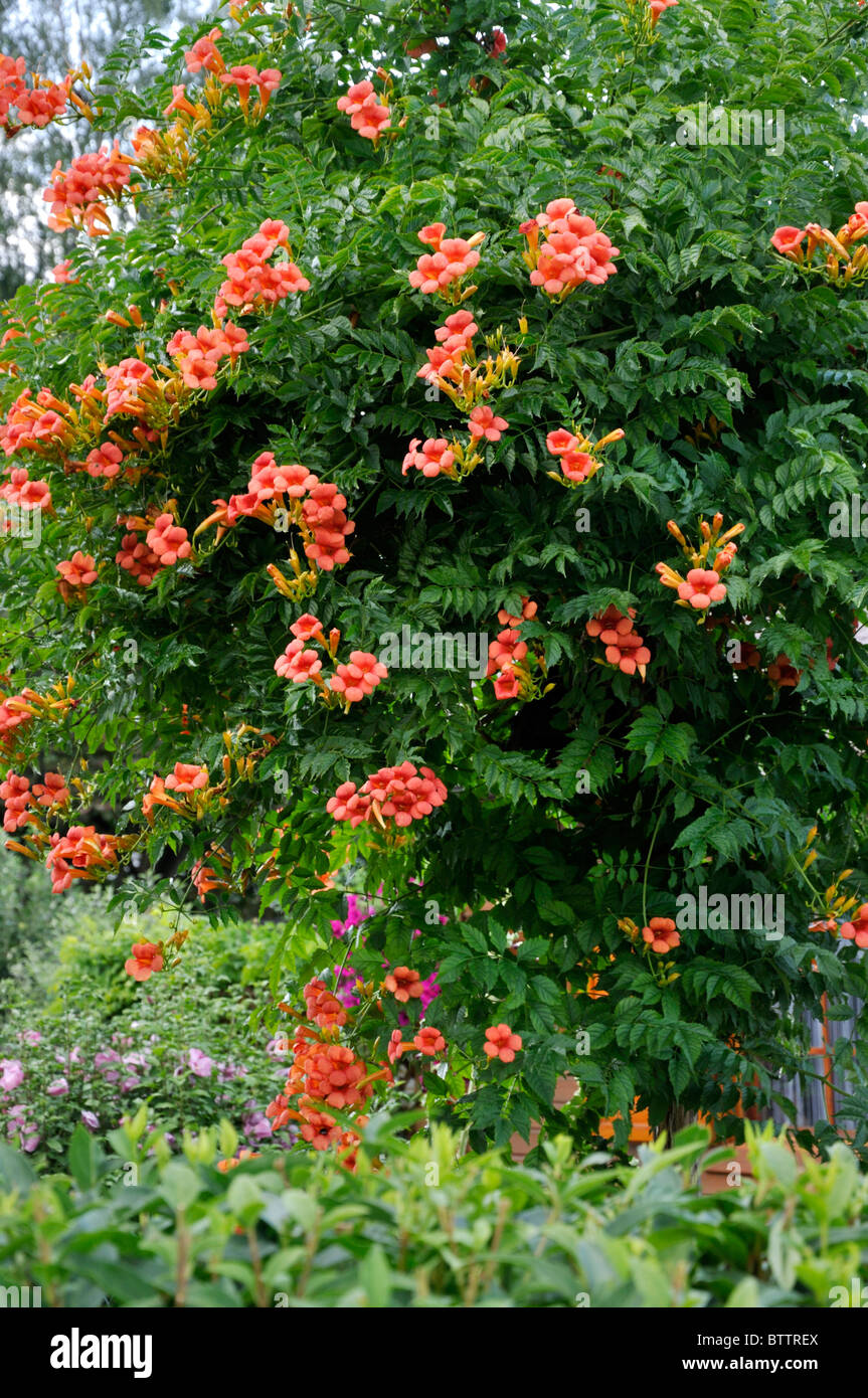 Trumpet creeper (Campsis radicans Stock Photo - Alamy