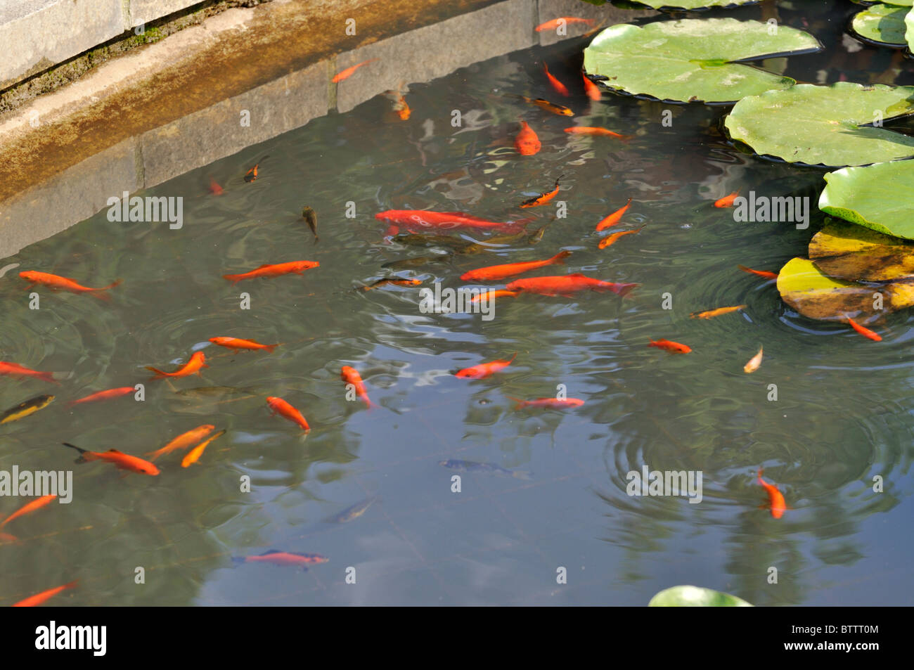 Goldfish pond hi-res stock photography and images - Alamy