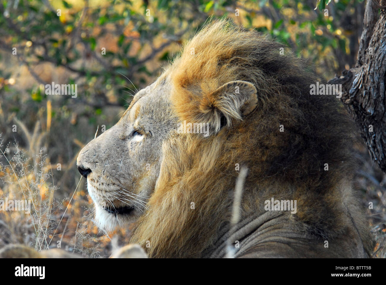 Timbavati game reserve Kruger Park South Africa Stock Photo - Alamy