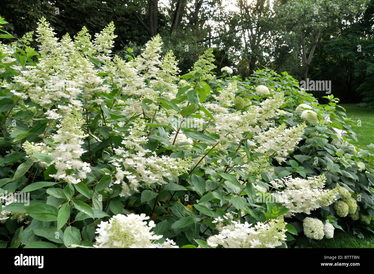 Panicle hydrangea (Hydrangea paniculata Stock Photo - Alamy