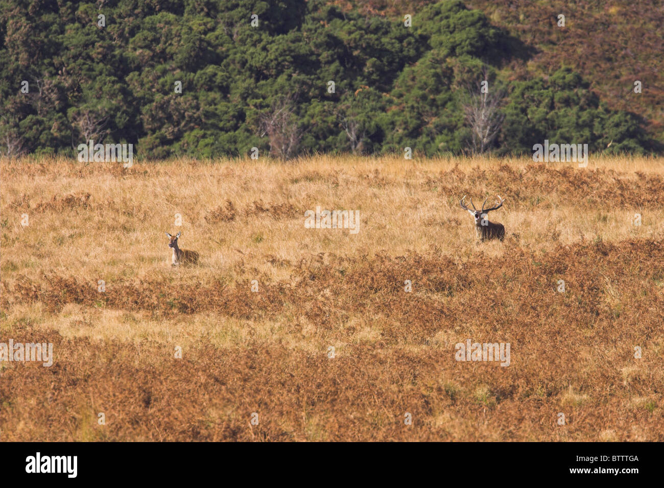 Stag exmoor national park hi-res stock photography and images - Alamy