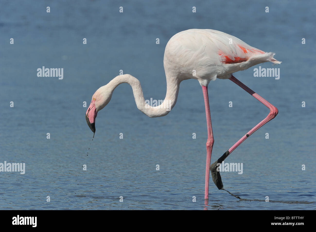 Greater flamingo phoenicopterus ruber feeding hi-res stock photography ...