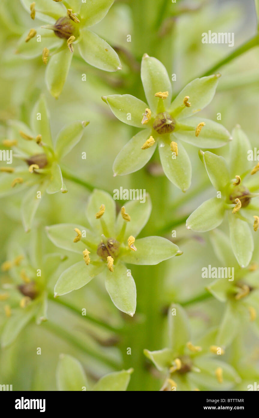 Eucomis species hi-res stock photography and images - Alamy