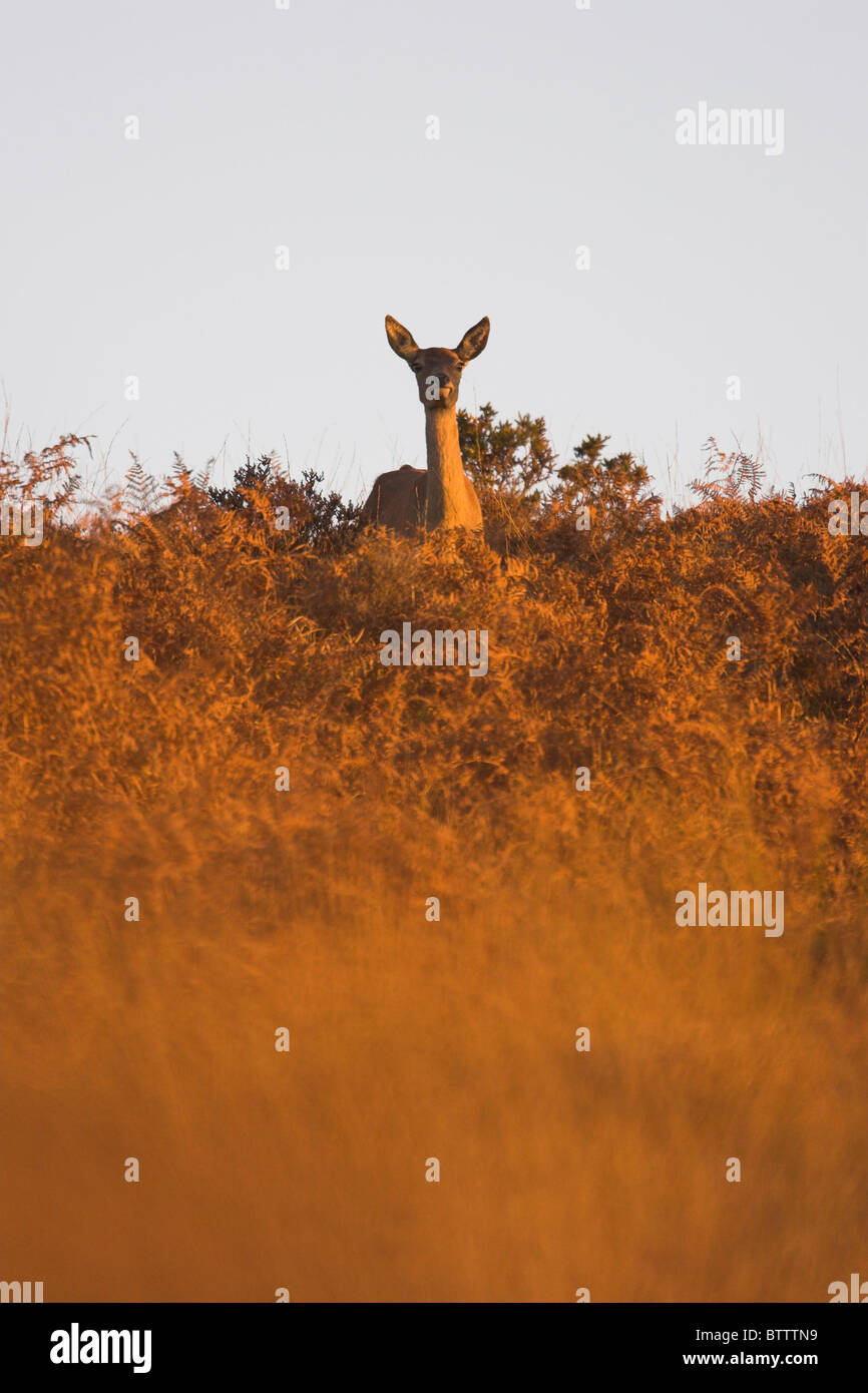 Exmoor red deer hi-res stock photography and images - Alamy
