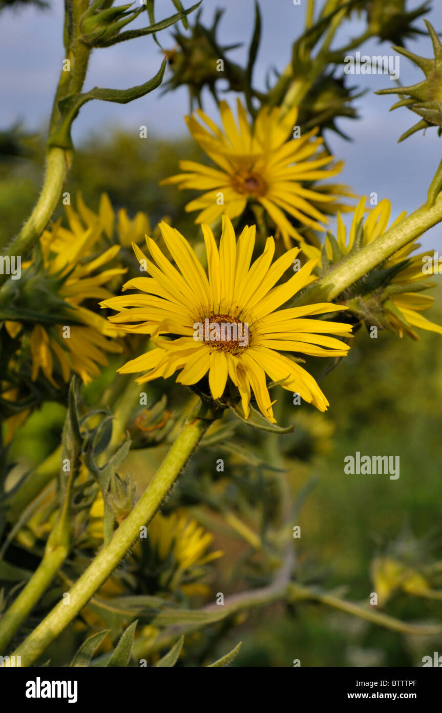 Compass plant hi-res stock photography and images - Alamy