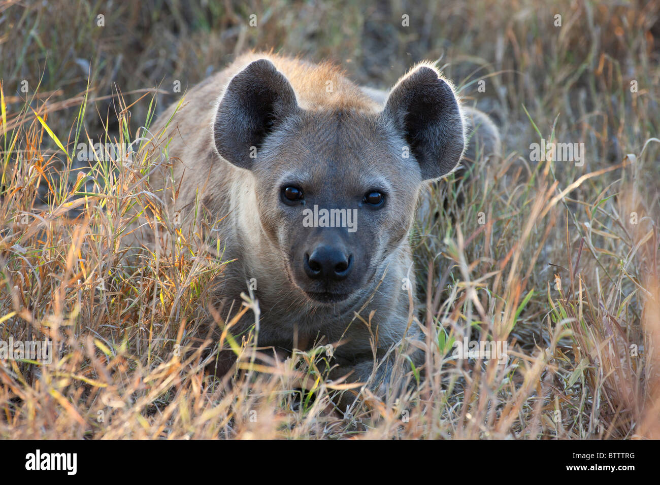 Brown Hyena Resting in Grass, Kruger National Park, South Africa Stock ...