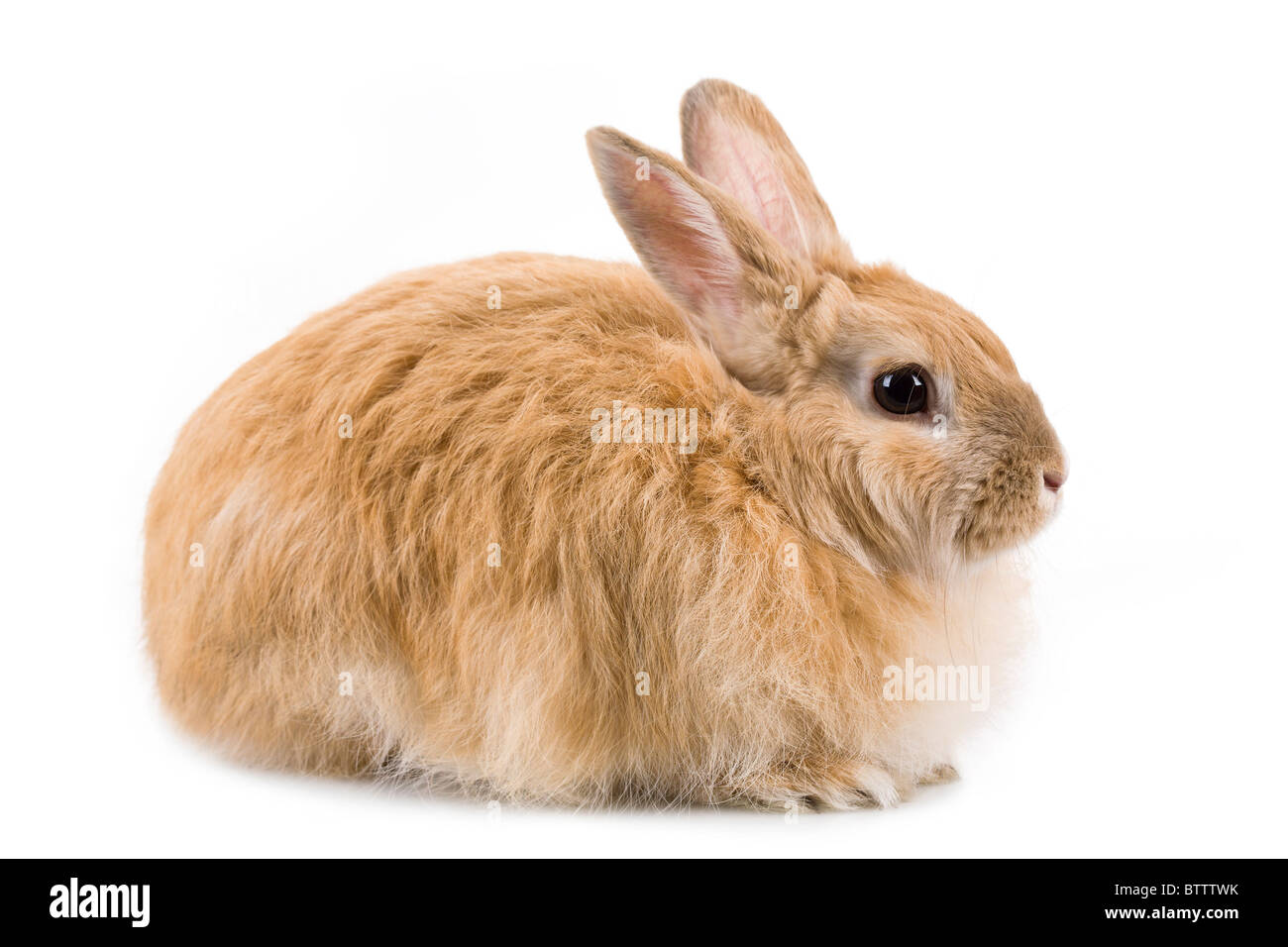 Image of cautious rabbit over white background in isolation Stock Photo ...