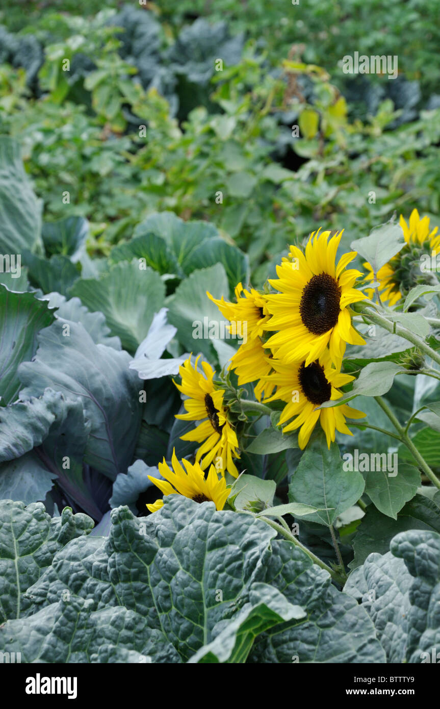 Common sunflower (Helianthus annuus) in a vegetable garden Stock Photo ...