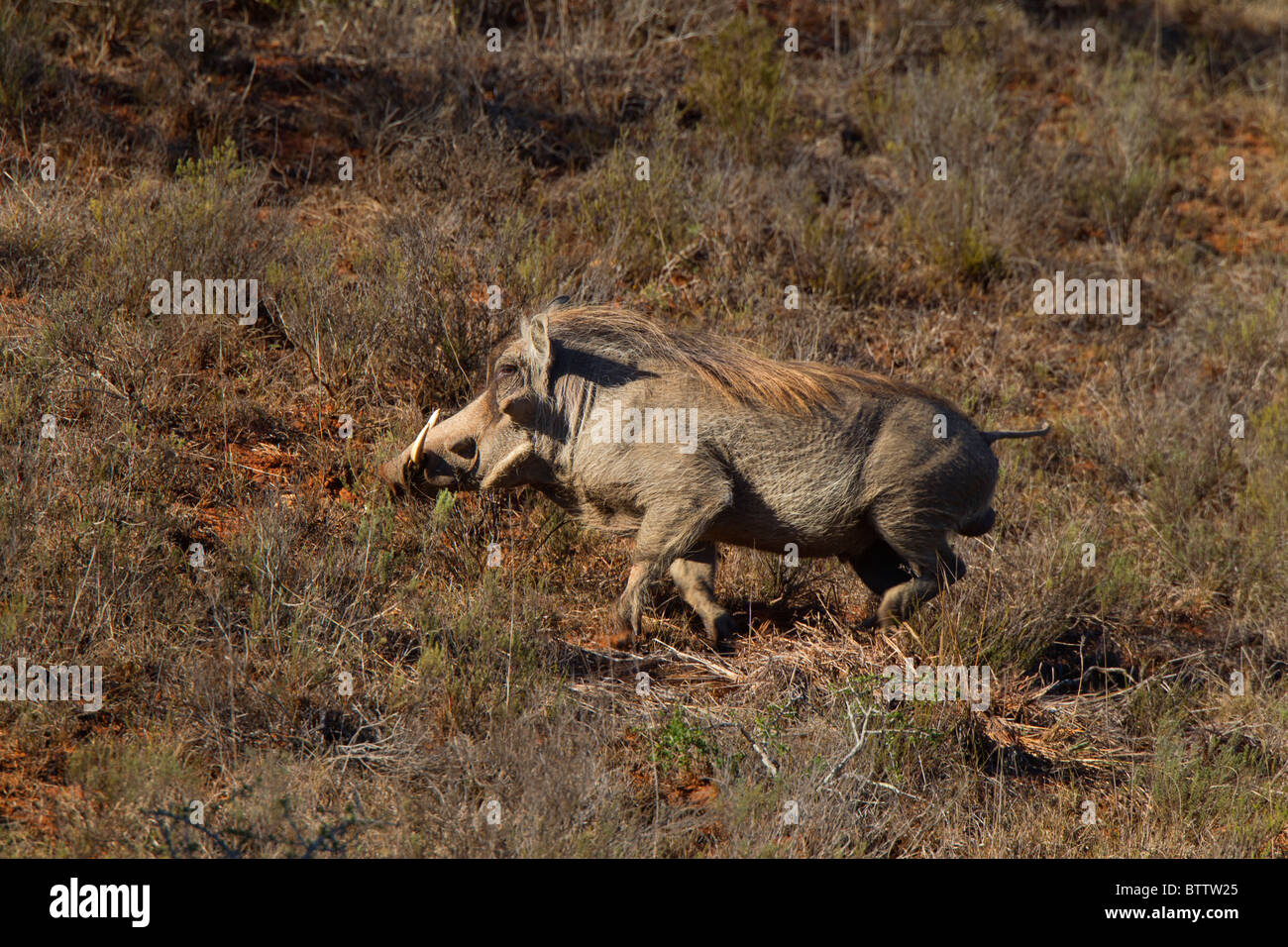 Red-maned Warthog on the Run, Amakhala Game Reserve, South Africa Stock ...