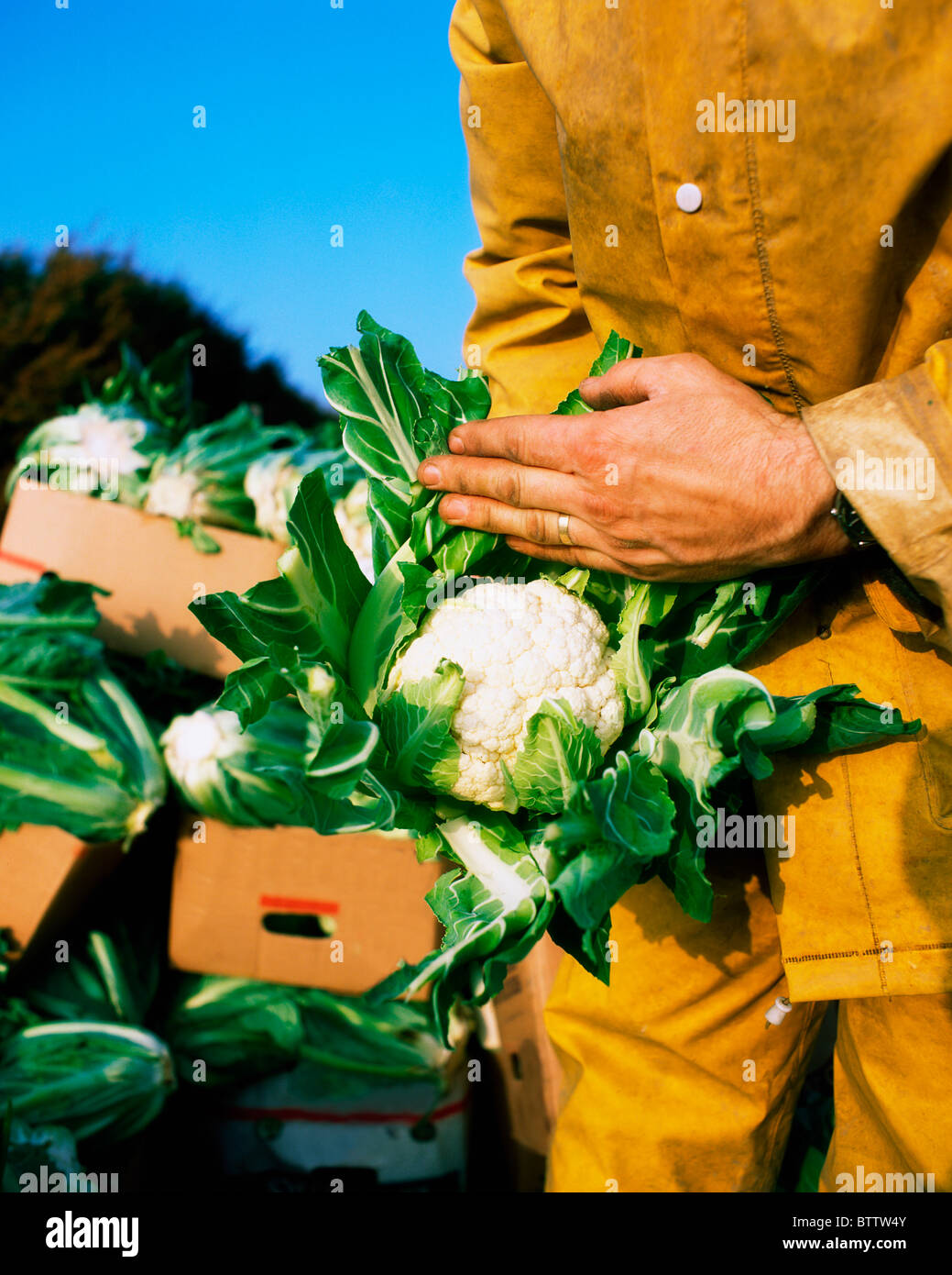Man Holding Cauliflower; Harvesting Vegetables Stock Photo - Alamy