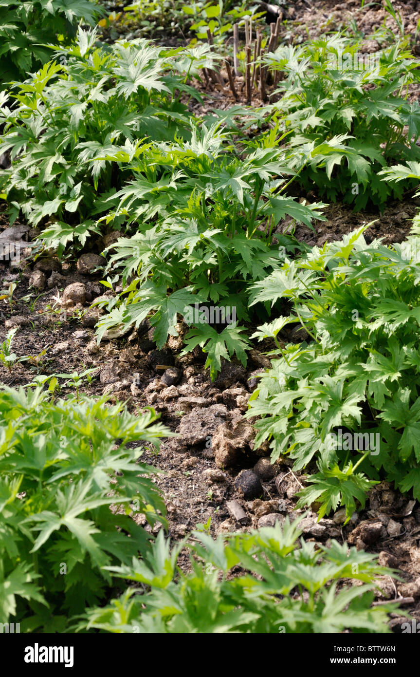Cut back larkspur (Delphinium) fertilized with horse manure Stock Photo ...