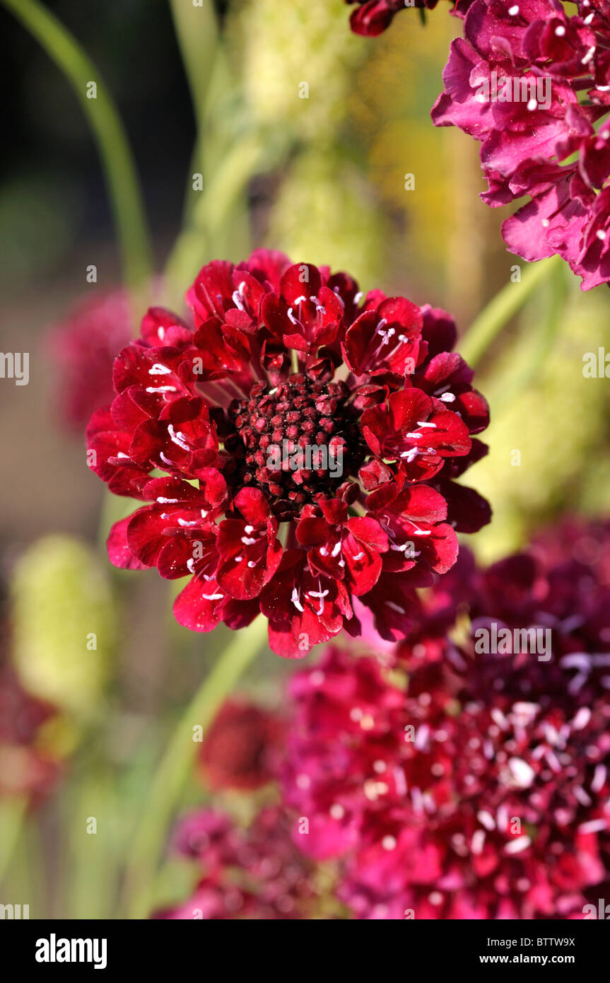 Pincushion plant hi-res stock photography and images - Alamy