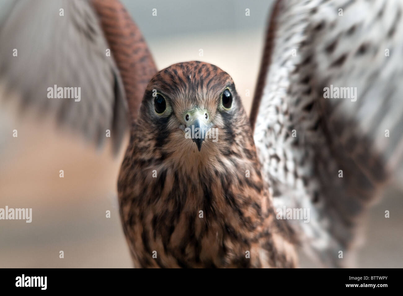 Kestrel raptor hi-res stock photography and images - Alamy