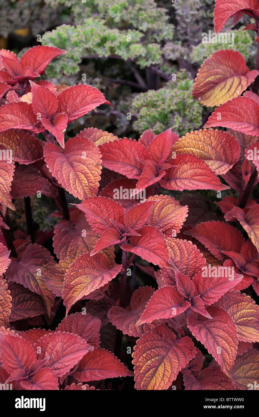 Solenostemon coleus sedona hi-res stock photography and images - Alamy