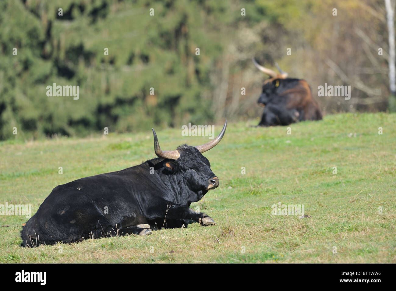 Aurochs (Bos primigenius) bull lying in a meadow - Bavaria - Germany ...