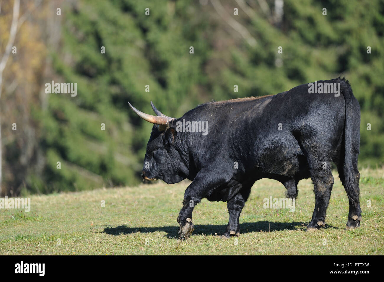 Aurochs (Bos primigenius) bull walking in a meadow - Bavaria - Germany ...