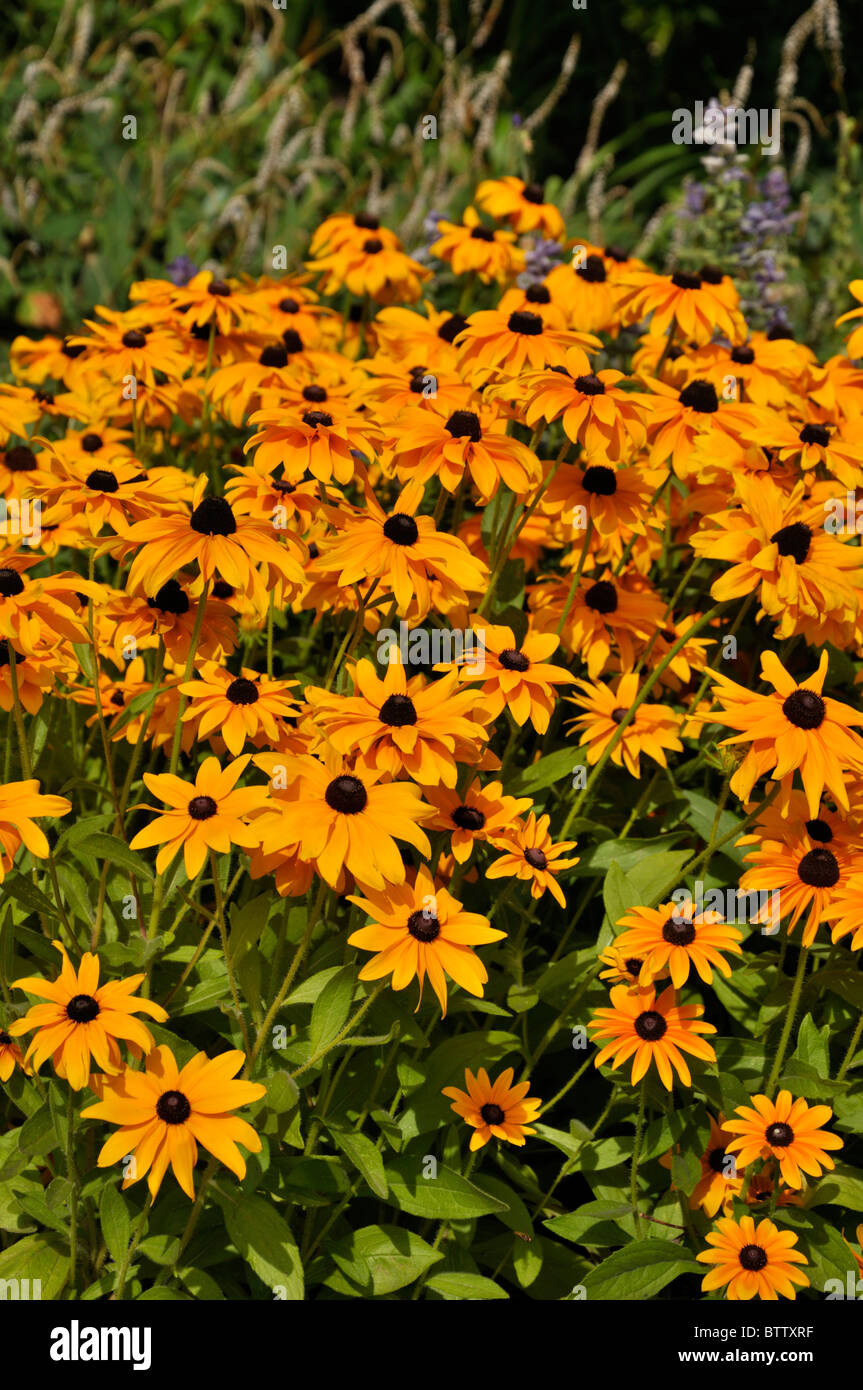 Orange cone flower (Rudbeckia fulgida Stock Photo - Alamy