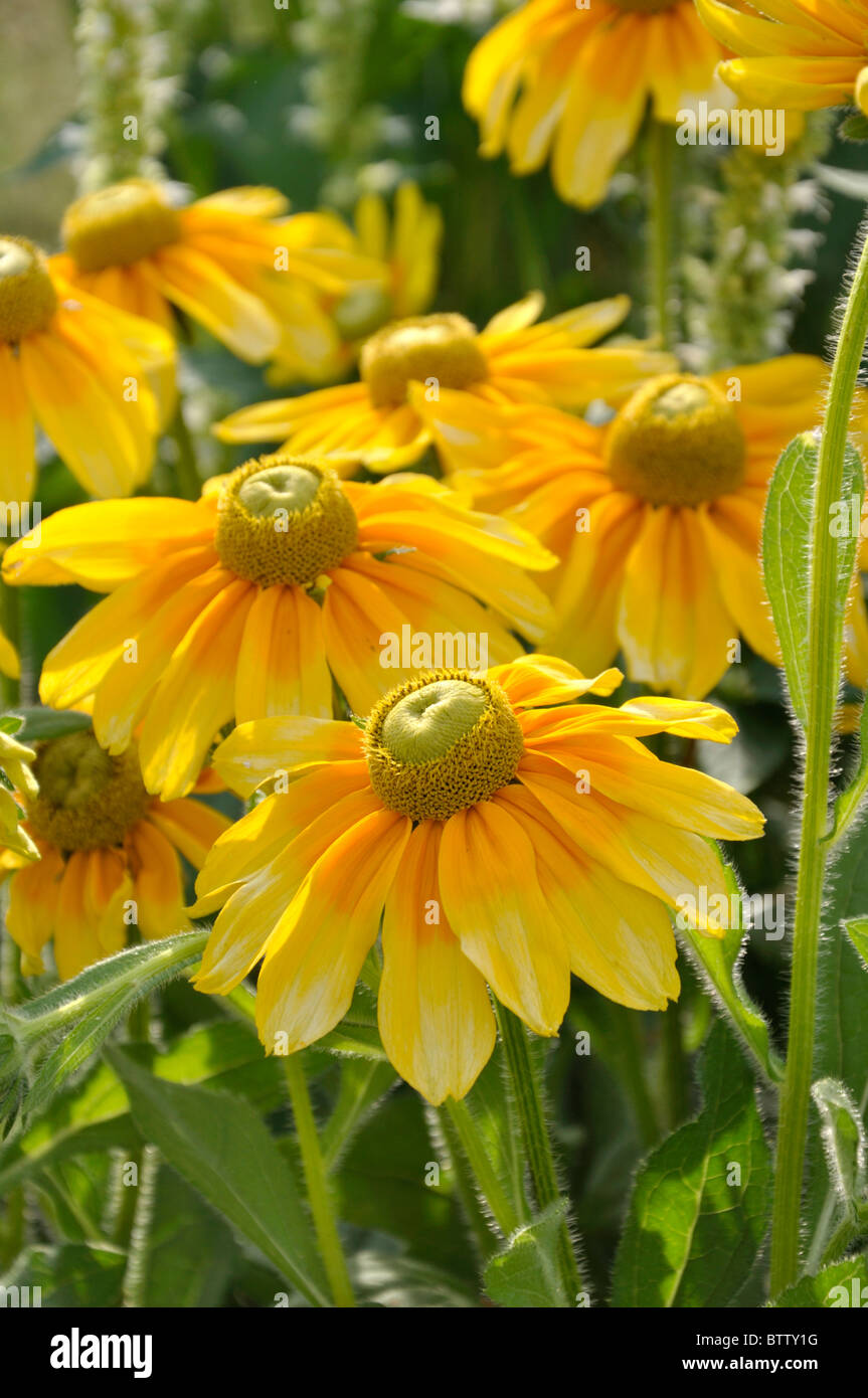 Black-eyed Susan (Rudbeckia hirta 'Prairie Sun' Stock Photo - Alamy