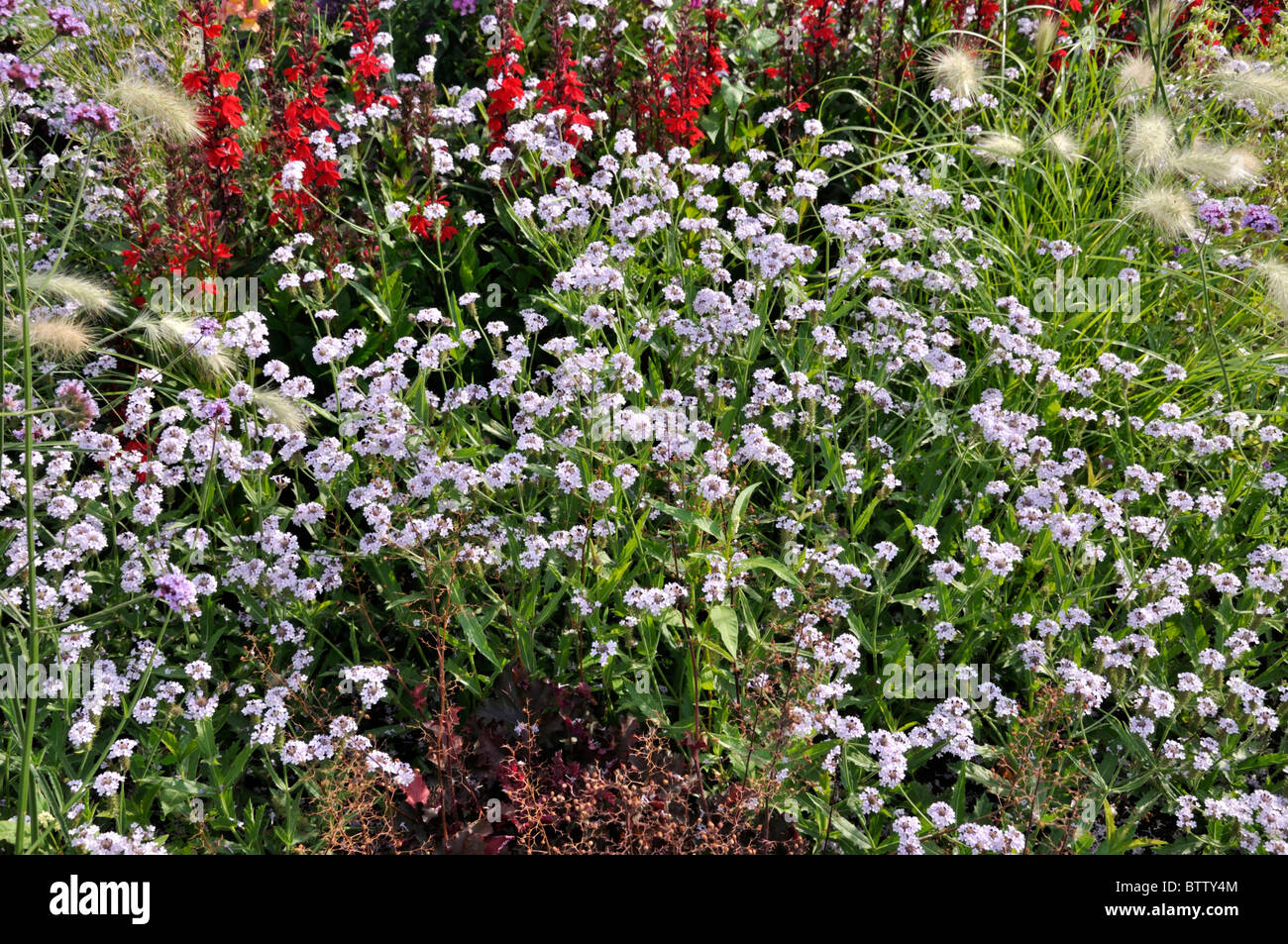 Tuberous vervain (Verbena rigida 'Polaris' Stock Photo - Alamy