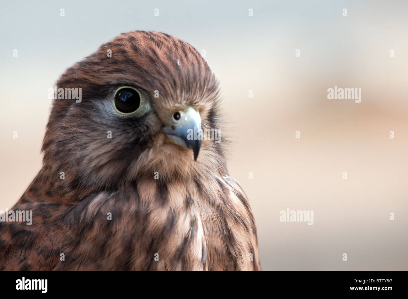 Kestrel raptor hi-res stock photography and images - Alamy