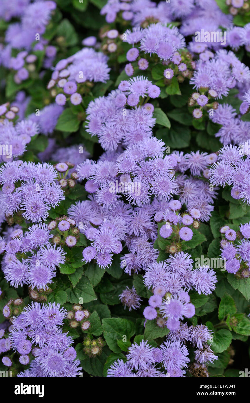 Floss flower (Ageratum houstonianum 'Leilani Blue' Stock Photo - Alamy