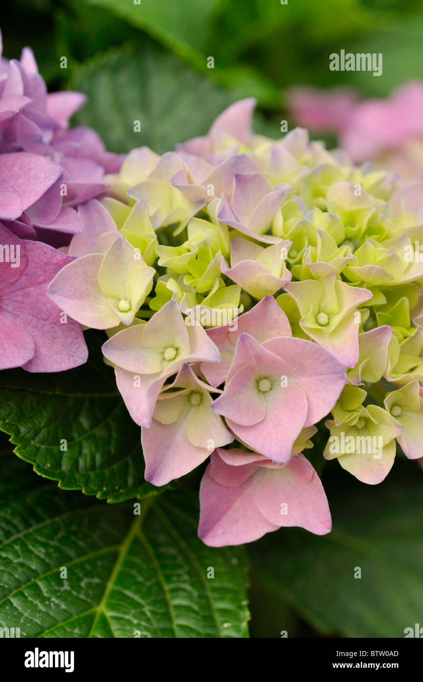 Big-leaved hydrangea (Hydrangea macrophylla Stock Photo - Alamy