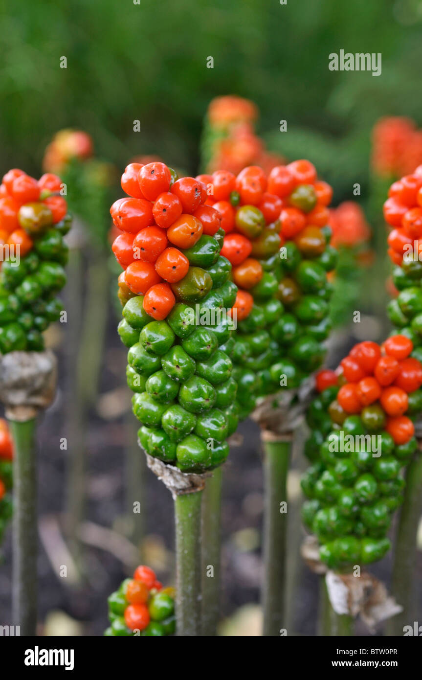 Italian arum (Arum italicum Stock Photo - Alamy