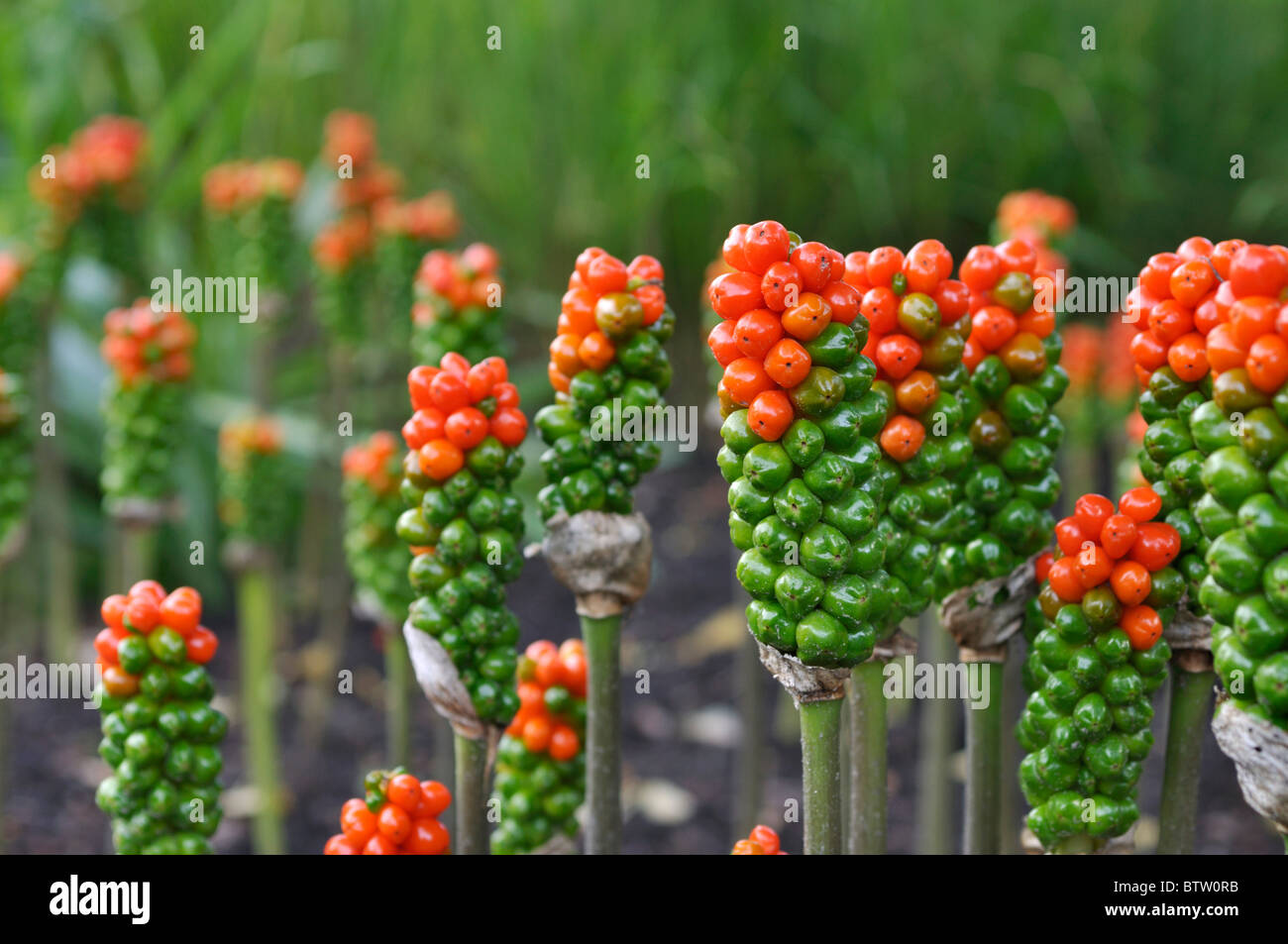 Italian arum (Arum italicum Stock Photo - Alamy